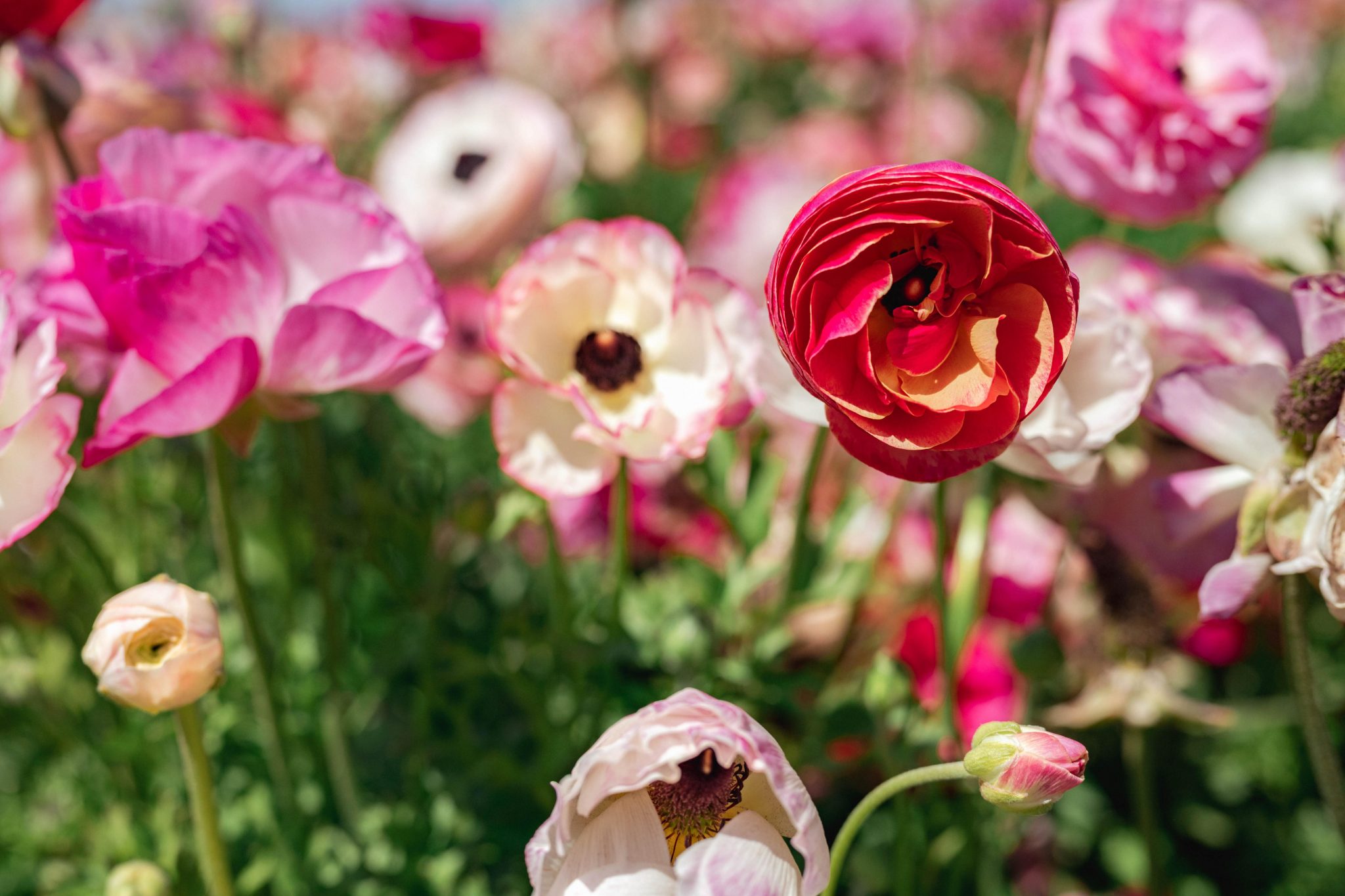 Top May Events in North County San Diego (2026) - Sandi Chenoweth